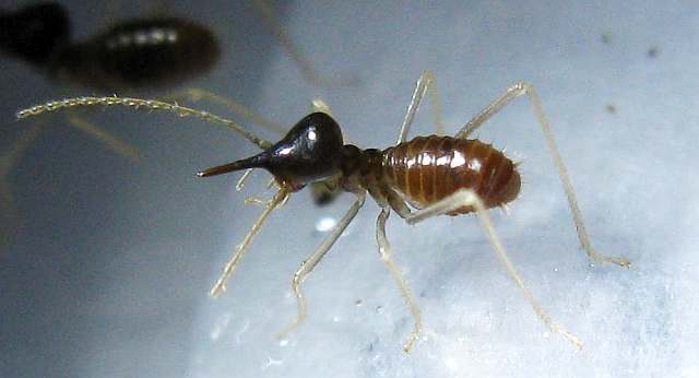 Photos and Info on Ants and Termites of Malaysia: Longipeditermes longipes