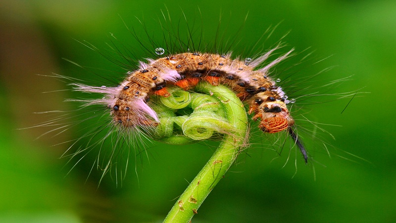 30 Macro Photography That Accomplished Amazing Things | Famous ...