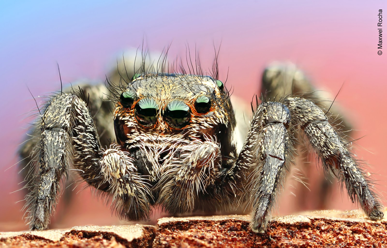 Macrofotografia por Maxwel Rocha: Aranhas