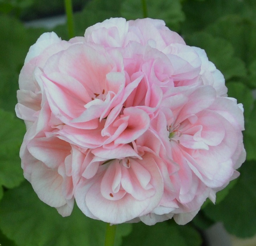 Mine pelargonia: Mårbacka