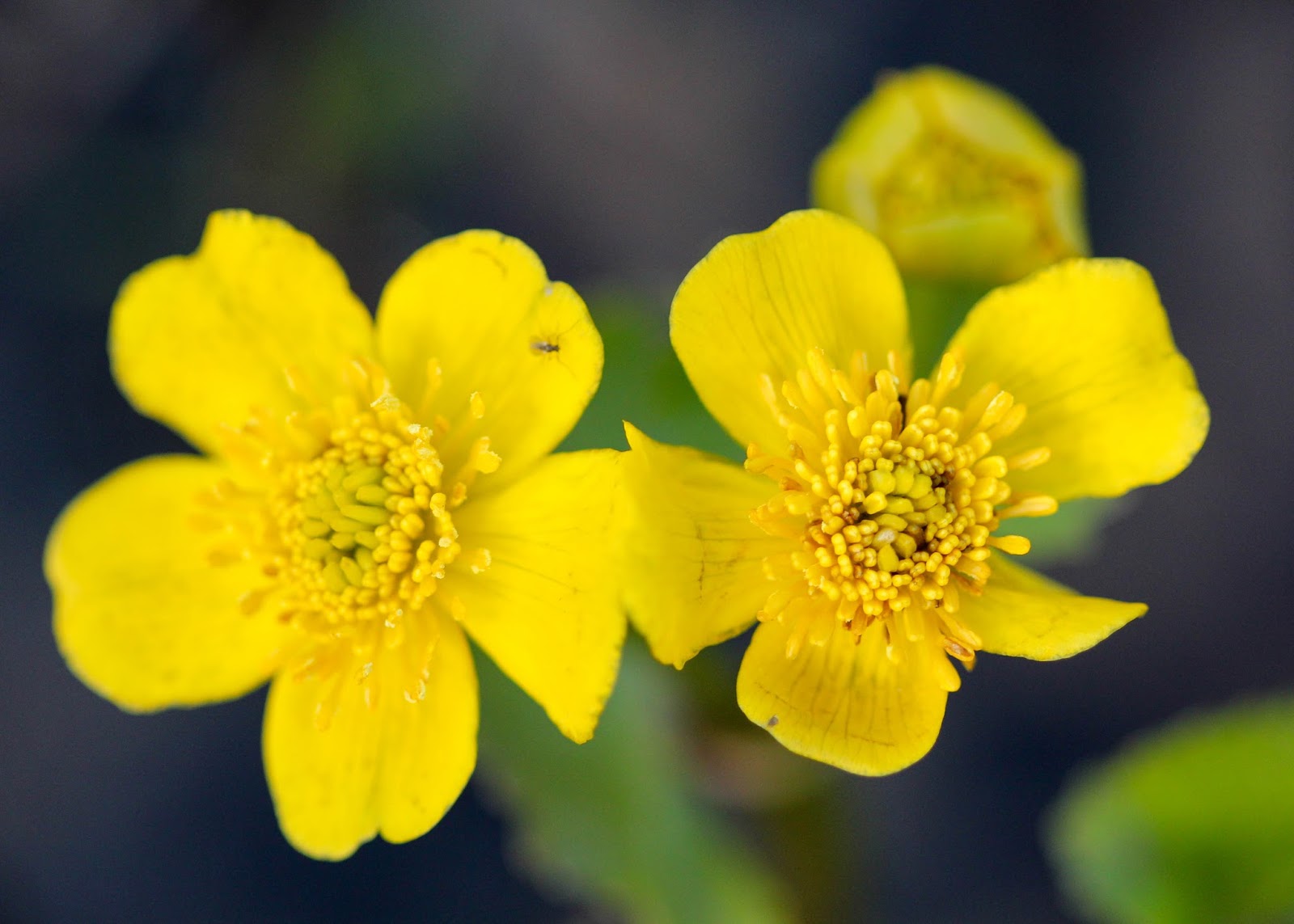 Red House Garden: The Marsh Marigold, Herald of Spring