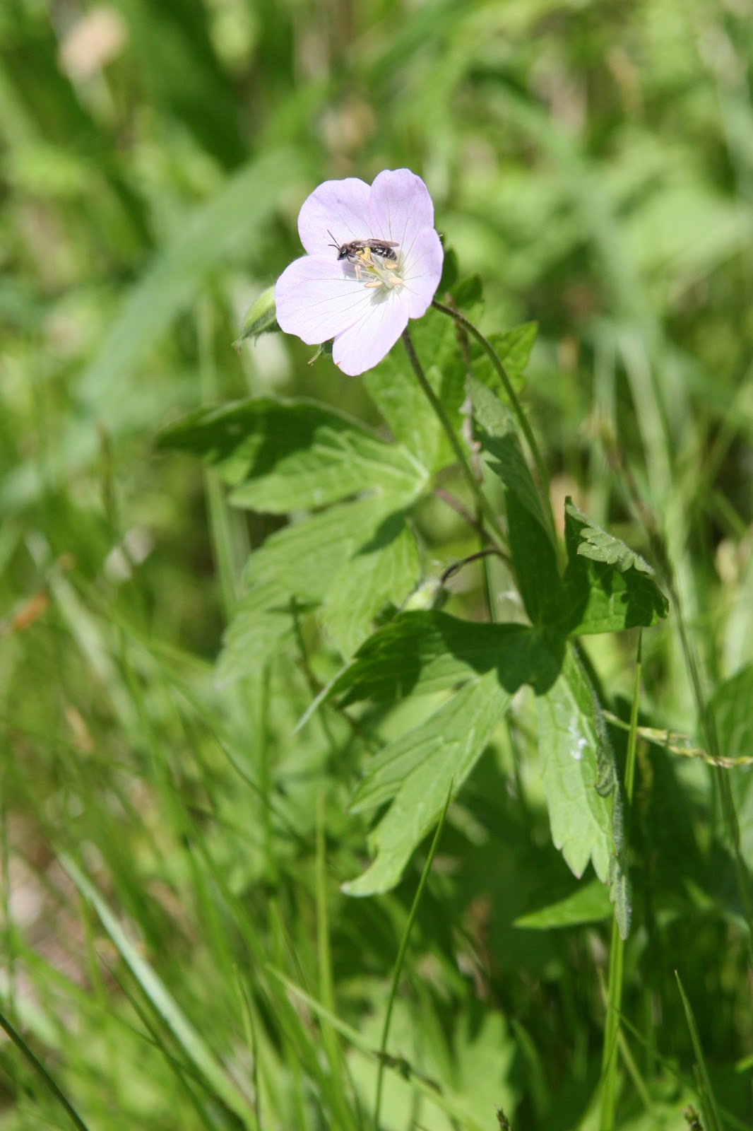 White Wild Geranium