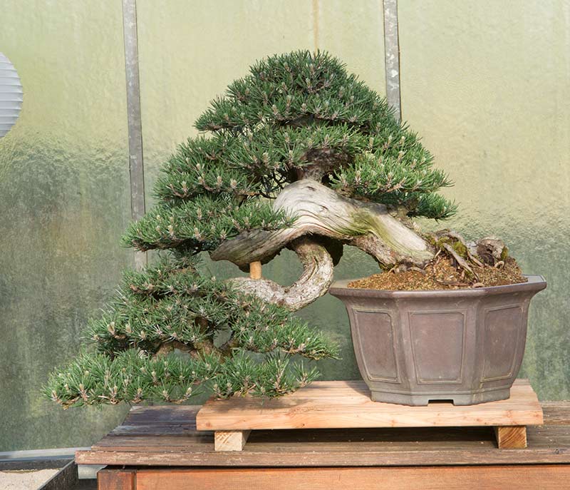 Walter Pall Bonsai Adventures: Visit to Minoru Bonsai in Germany