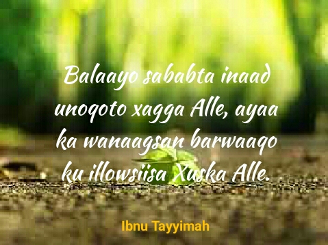 Murti iyo xikmado xeeldheer - Weedhside