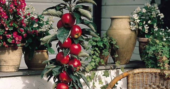 Grow Your Own Apples In Container