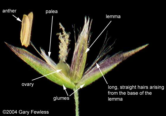 PLANT FAMILIES OF PUERTO RICO AND FLORIDA PAPO VIVES: POACEAE ...