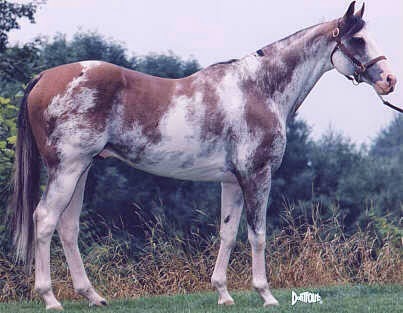 Hope and Horses: Horse Color Genetics: Overo and Lethal White Syndrome