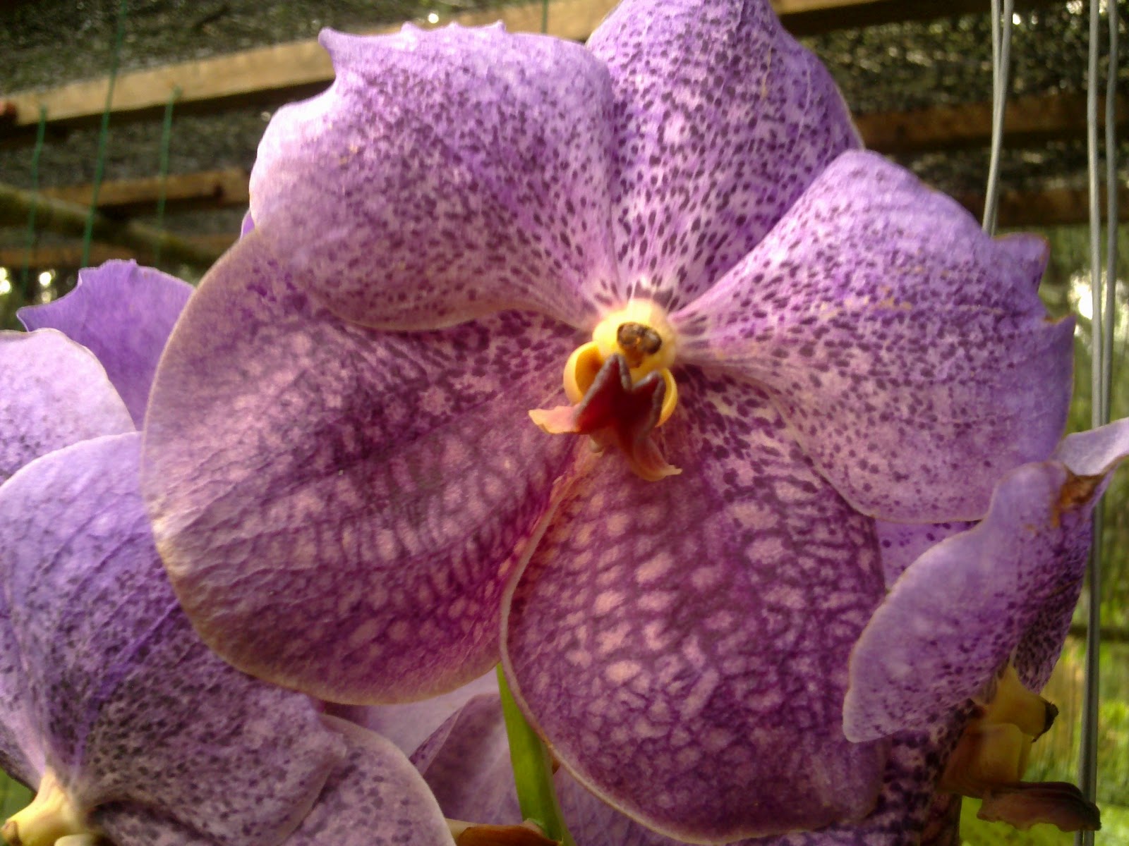 orkid liar : orkid kegemaranku