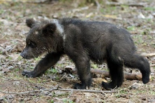 Two Sweet Baby Bear (12 Pics) | Web Dazzler