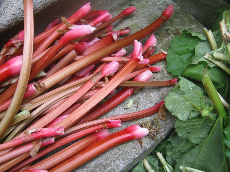 Tante Sød: Rabarber ....forårsfornemmelser til fryseren