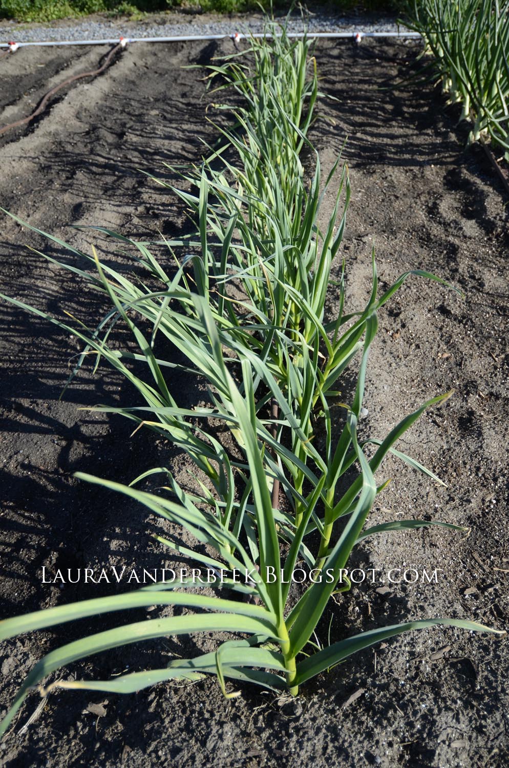 Laura Vanderbeek: Harvest Monday