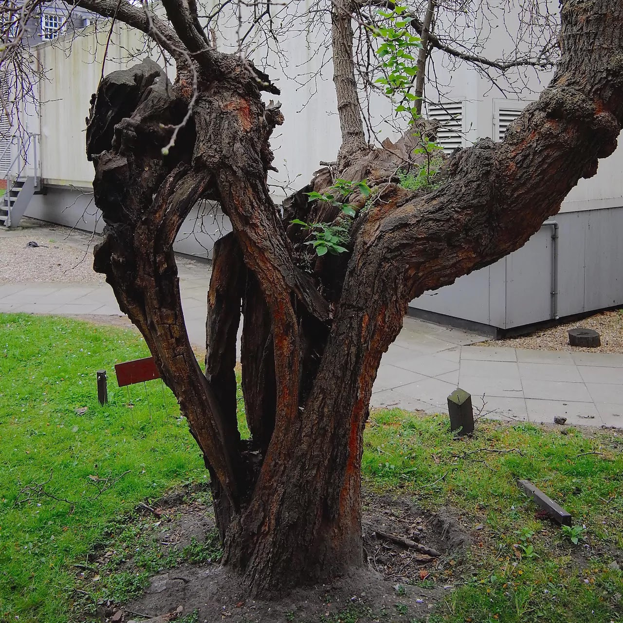 The ancient London mulberry tree threatened by a block of luxury flats ...