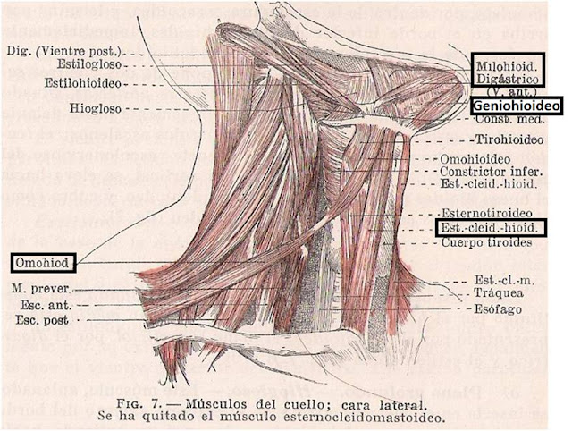 FISIOLOGÍA GENERAL: DIGESTIÓN
