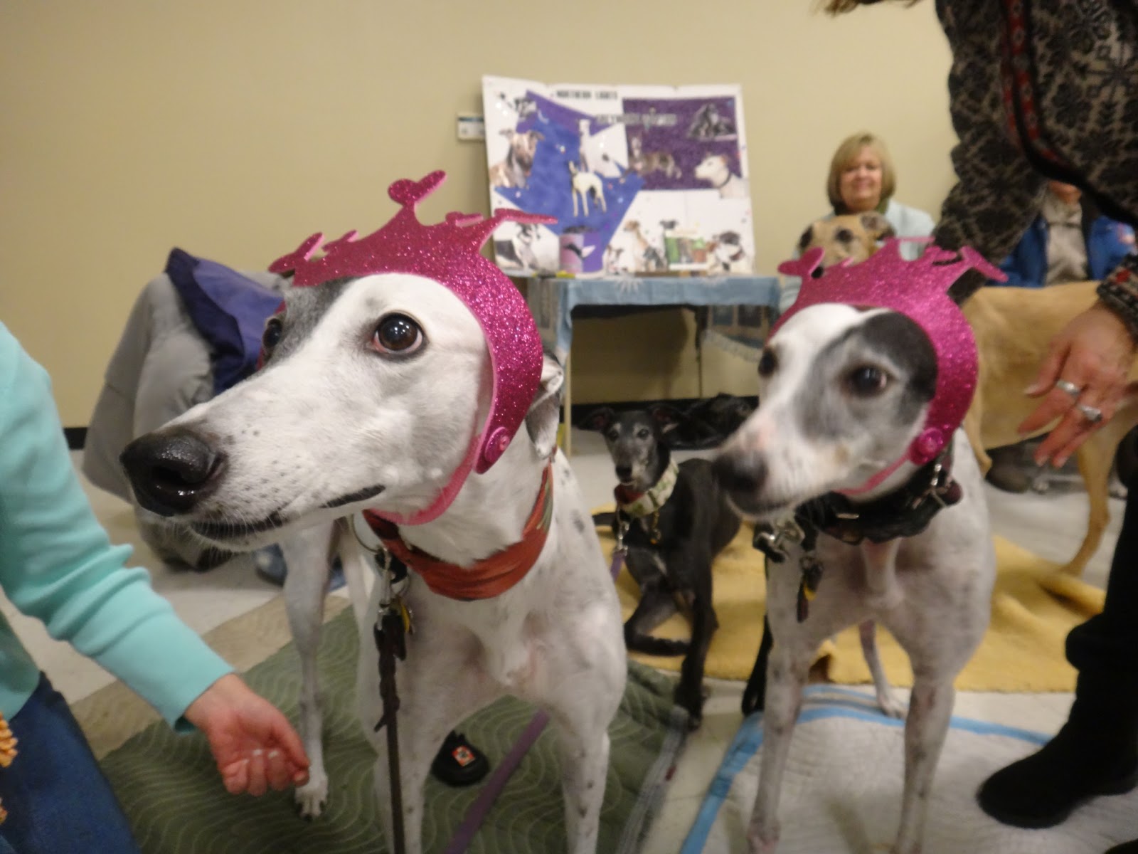 Northern Lights Greyhound Adoption Dog Blog: NLGA Photo Roundup ...