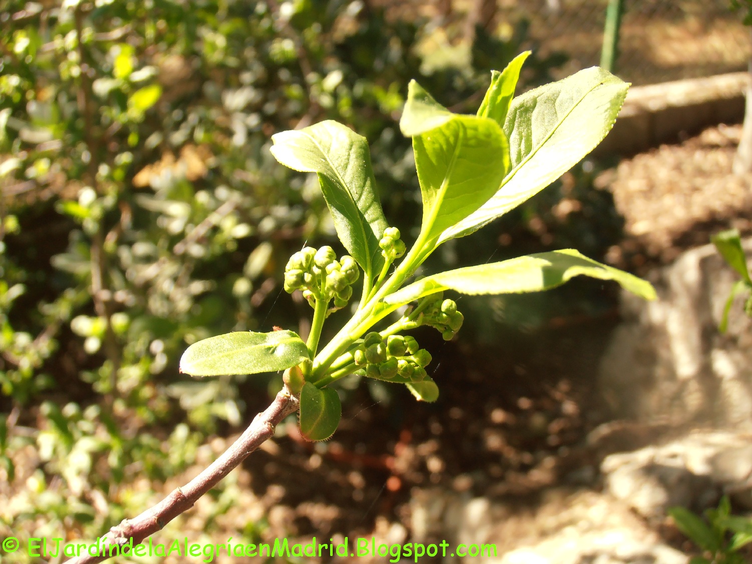 El jardín de la alegría : Pulgón negro (Aphis fabae) en Euonymus europaeus