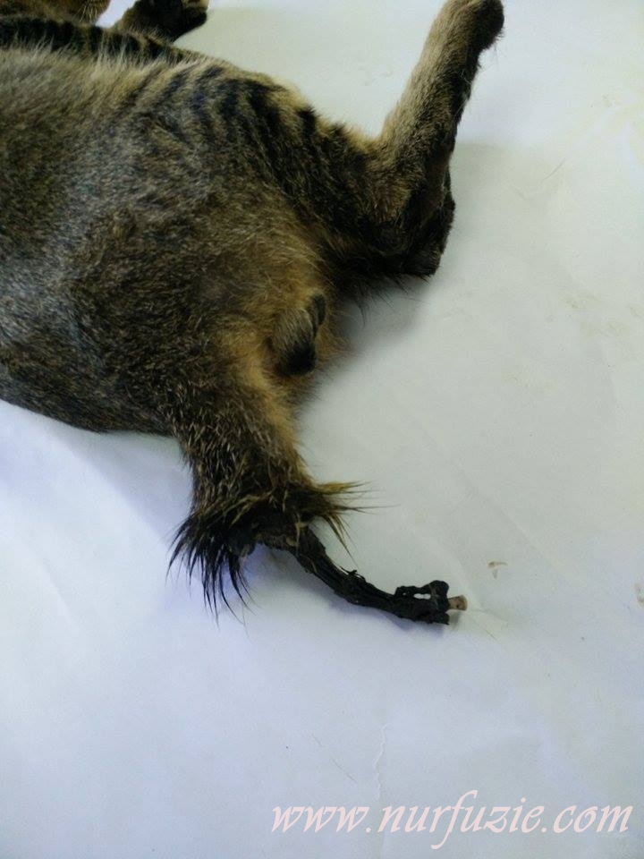 Kes Klinik : Kucing Berulat