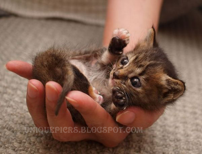 UniQuE PicTuRezzz A Very Cutest Little Small Baby Kitten UniQuE PicTuRezzz A Very Cutest Little Small Baby Kitten