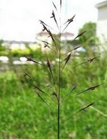 Petak Semai: KEMUNCUP