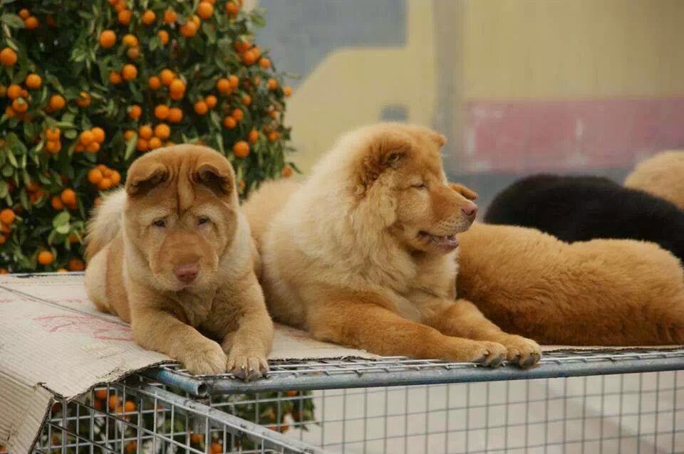 Infoseite zum traditional Shar Pei : Tang Dog