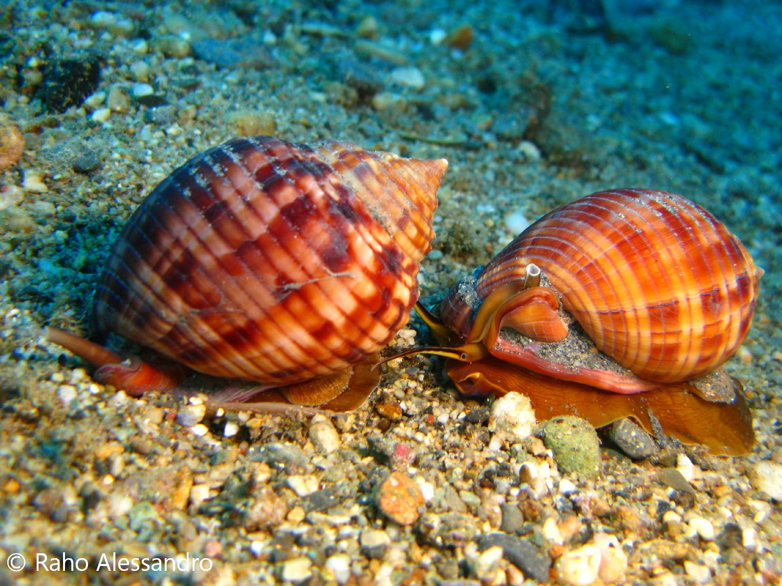 Necton e Plancton: Molluschi: Elmetto Granuloso