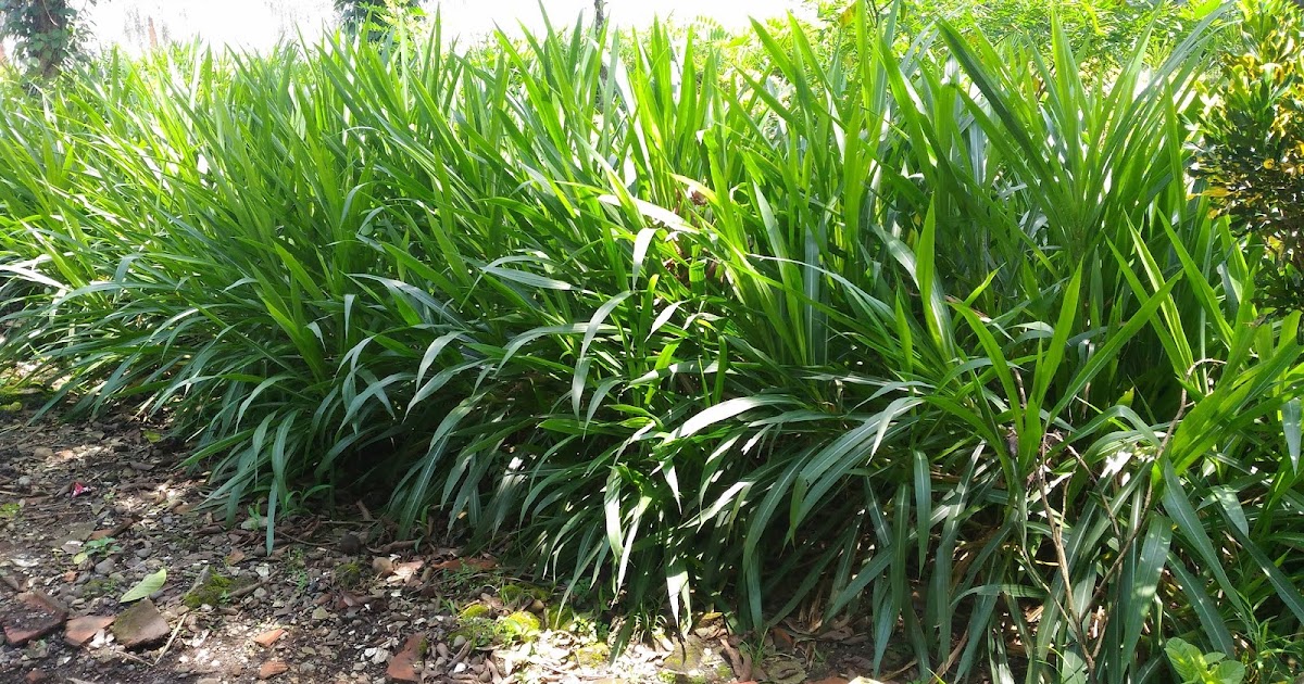 Hijauan Rumput: Rumput Odot (Rumput Gajah Mini)