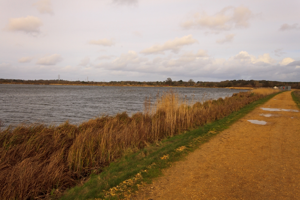 Birding in Dorset & Poole Harbour Area: Longham Lakes PWC 7th February