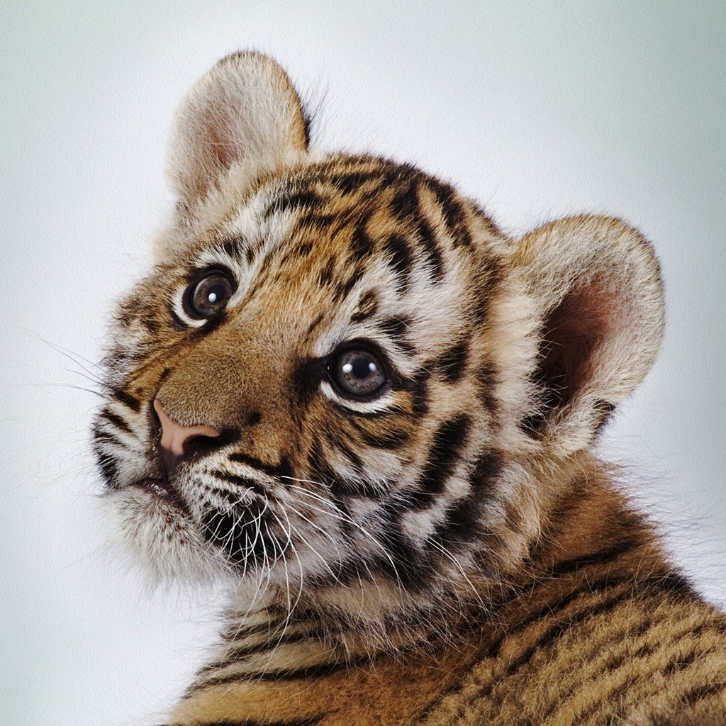 Funny Animals Zone: Cute Baby Tigers 2012 Pictures