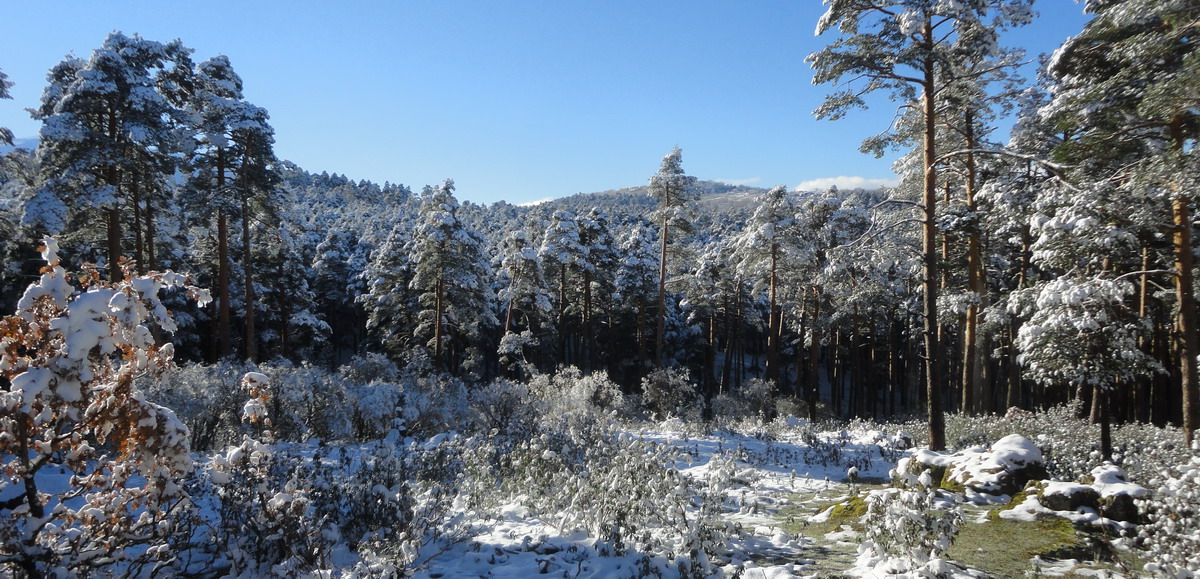 El Sherpa Loco: Más fresquitos que Walt Disney