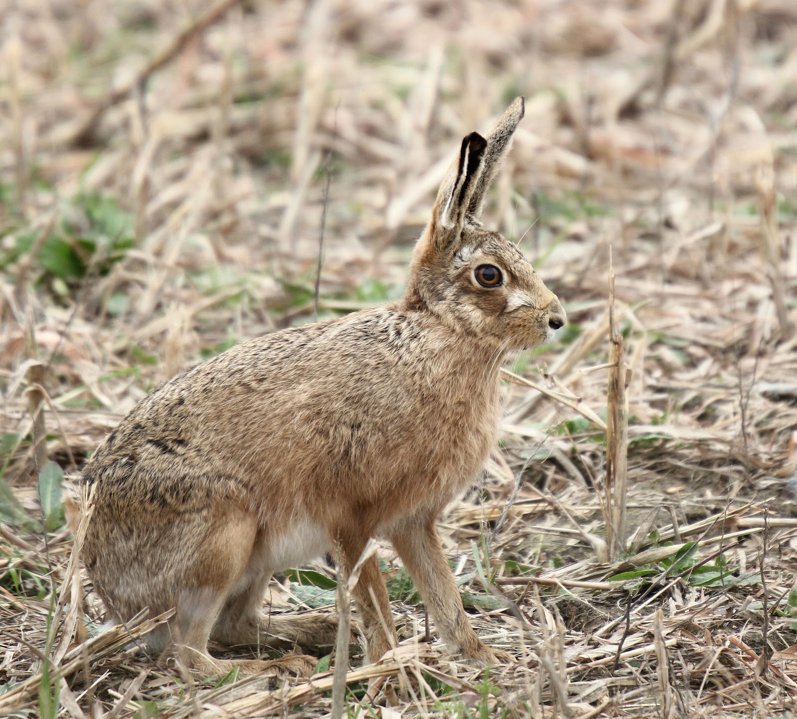 Wigboro ramblings: Spring is in the hare