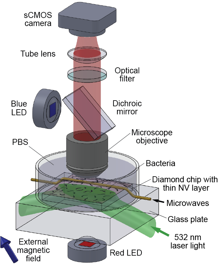 Quantum-assisted Nano-imaging of Living Organism | NextBigFuture.com