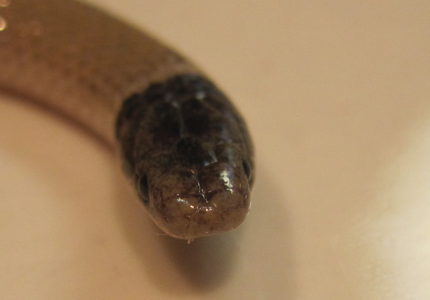 Cannundrums: Western Black-Headed Snake