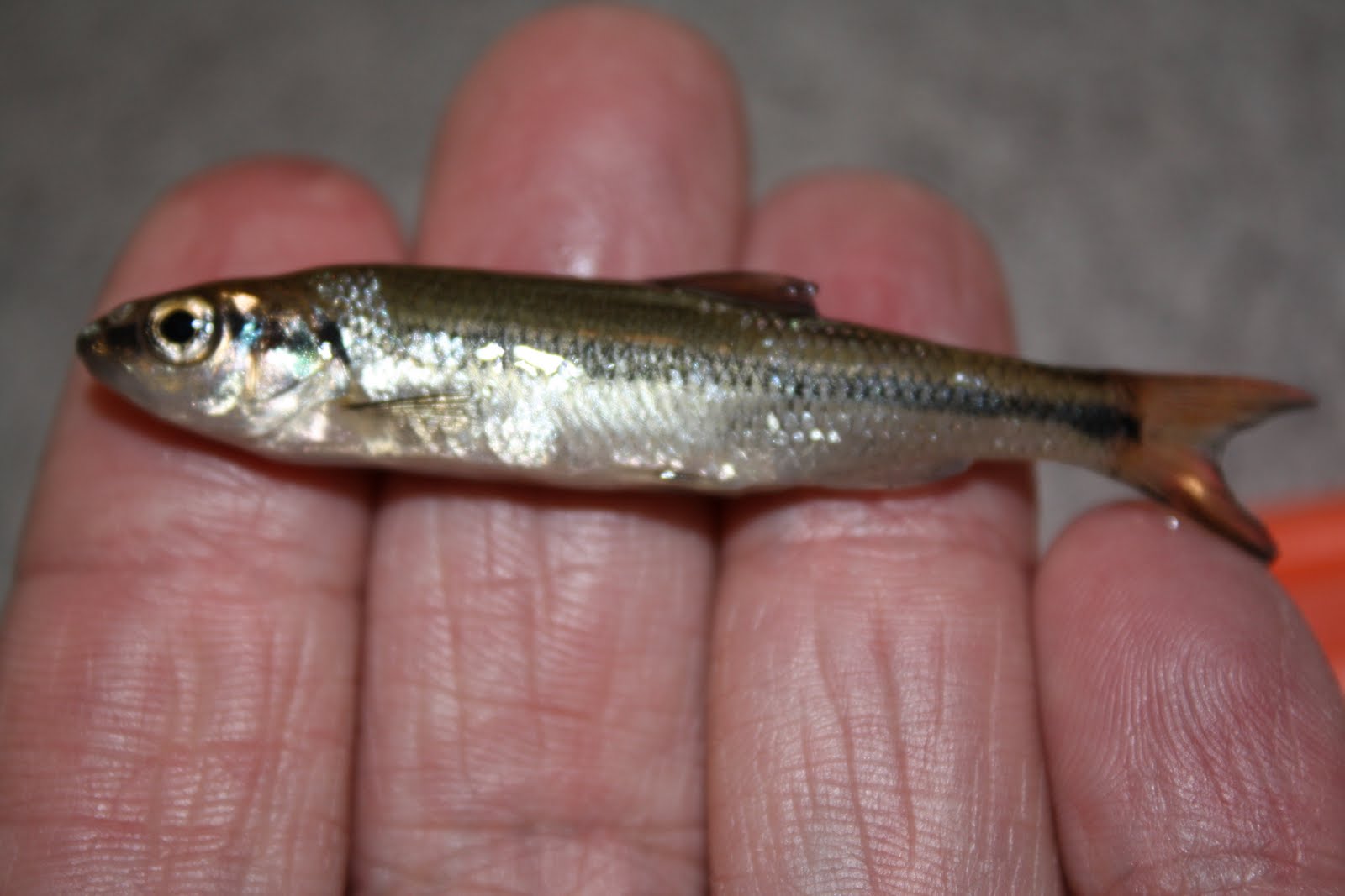 Lake Chub Fish - Description | Habitat | Diet | Behavior - SeaFish