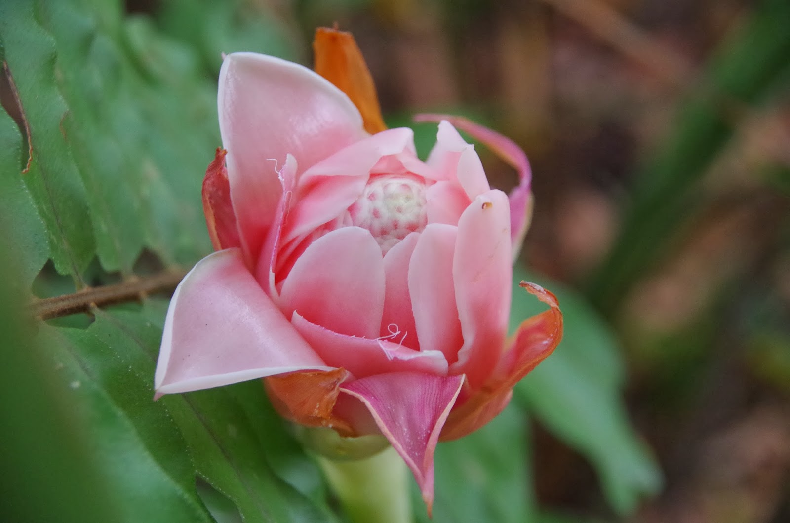 Trees and Plants: Torch Ginger (Bunga Kantan)