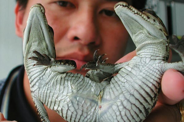 10 of the Rare and Bizarre Two-Headed Animals ~ Eyes-Popping | News ...