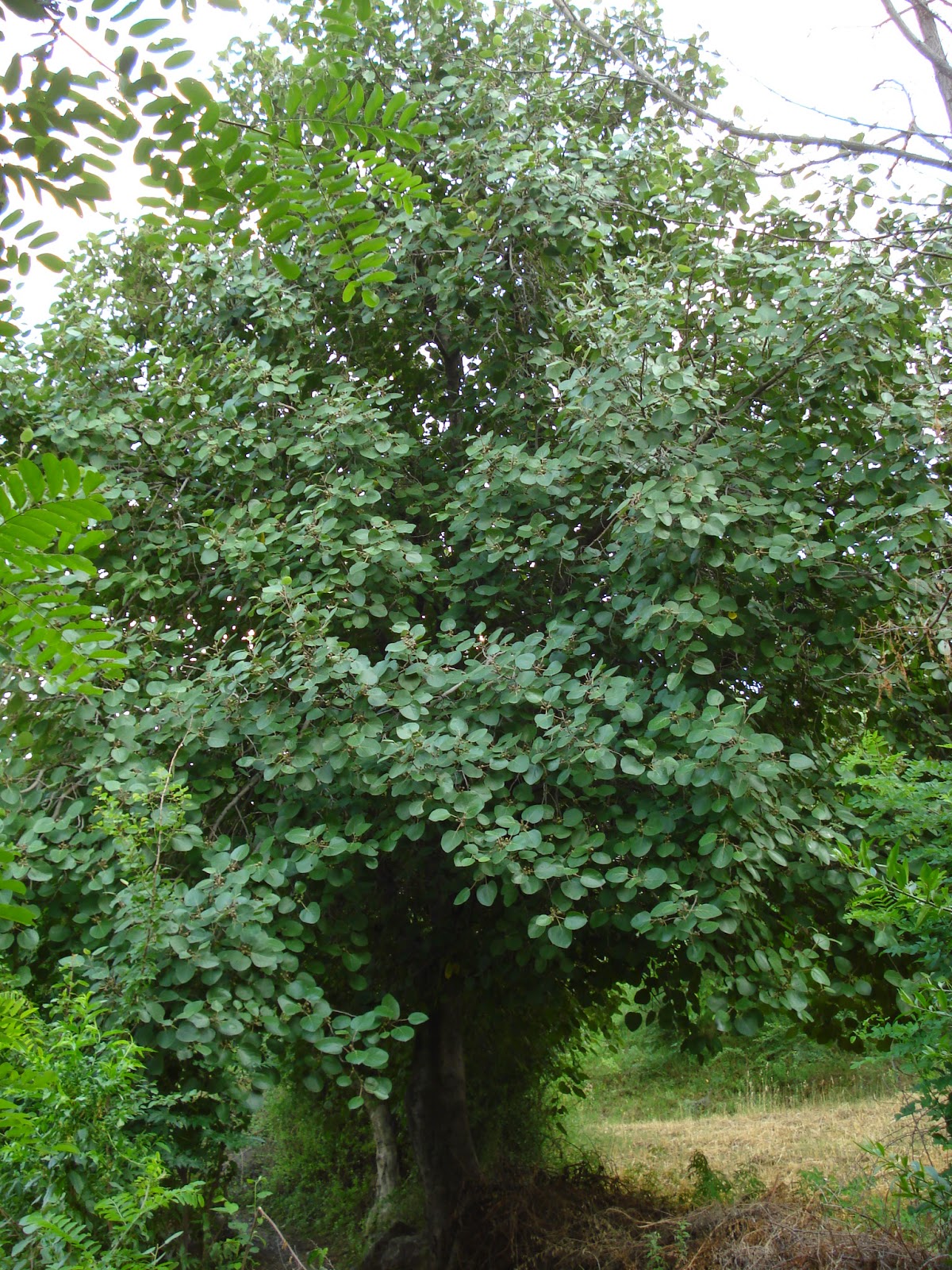 batalaland: Ficus palmata