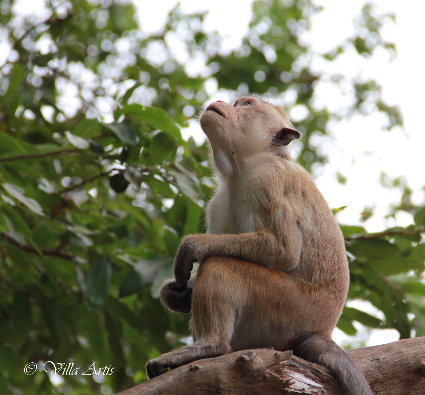 Sri Lanka: Makaki /macaque/