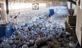 Organic Way of Life: CAFOs (Concentrated Animal Feeding Operations) and ...