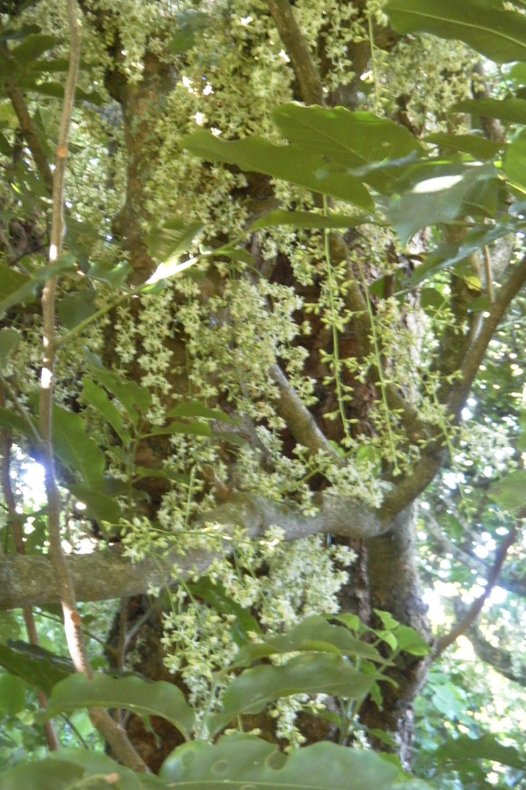Explore and Discover Nature: Wellington's flowering kohekohe trees