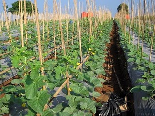 Crop Cultivation: Melon