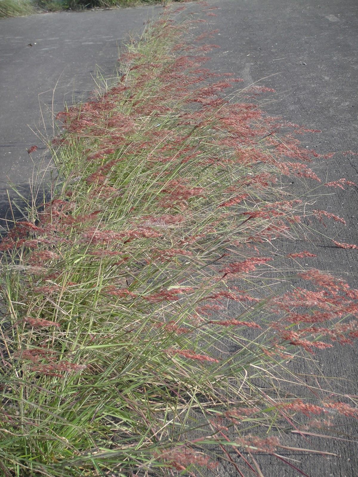 DWAN雲之端: 紅毛草--屬於禾本科，紅茅草屬；學名：Rhynchelytrum repens 〈Willd. 〉 C. E. Hubb ...