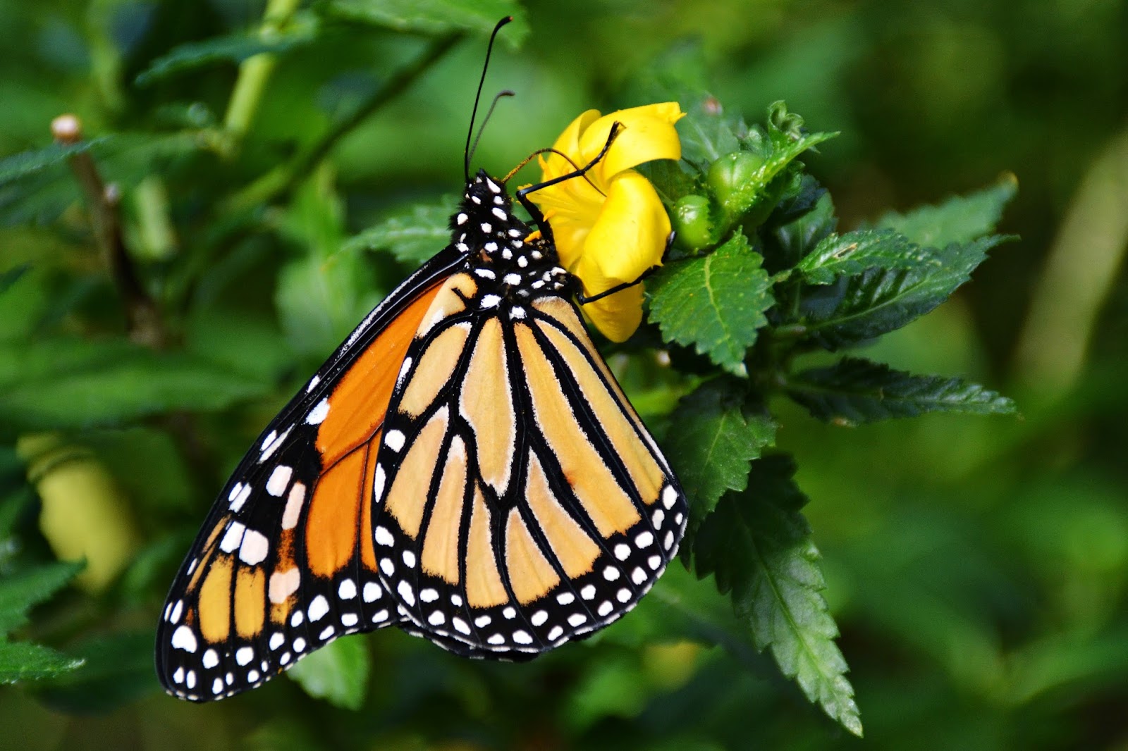 monarchfalter - Germany News Collections