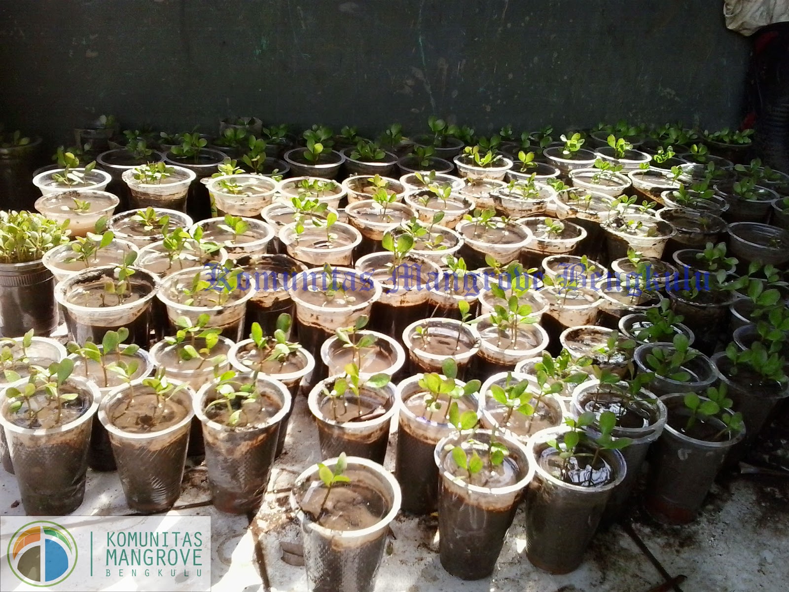 Langkah-Langkah Pembibitan Pidada Merah Sonneratia caseolaris oleh ...