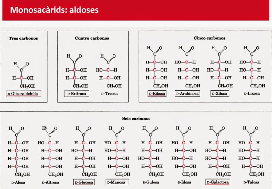 Carbohidrats o glúcids - El dietario de Cristina