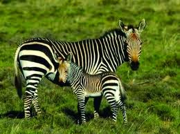 NATUREZA E FAUNA: ZEBRA