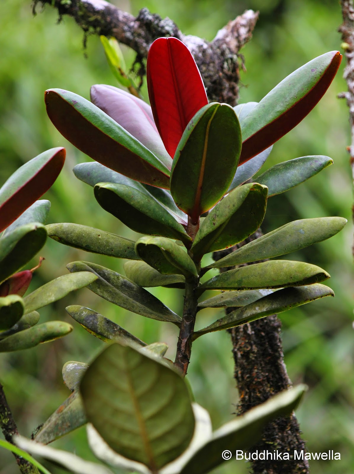 Lanka Nature Summary: Gordonia speciosa