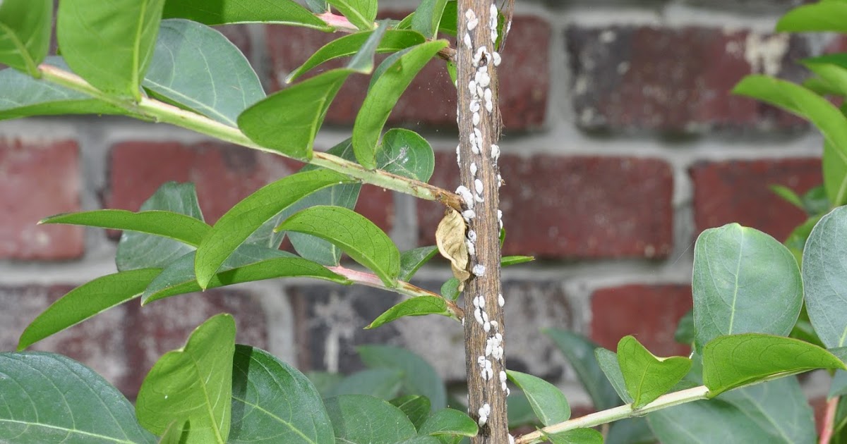Ask A Master Gardener: Crapemyrtle Bark Scale