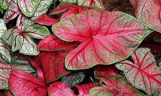 Overcome Disease: caladium bicolor