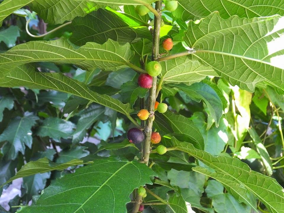 Photographic Handbook of Phil. Plants and Flowers: F