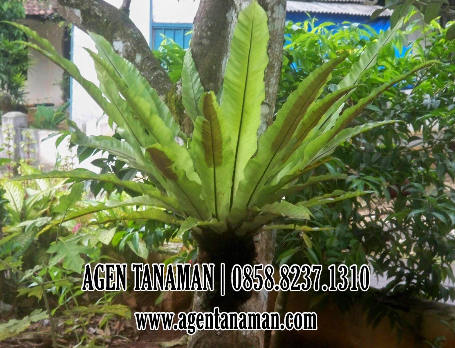 POHON KADAKA | TANAMAN PAKU | JUAL TANAMAN HIAS ~ AGEN TANAMAN