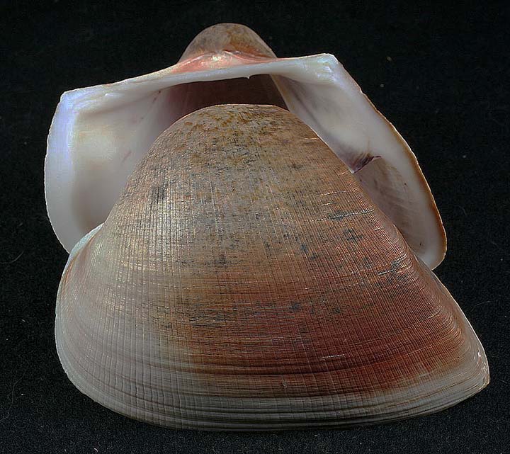 PALEO & GEO TOPICS: Comments by R. L. Squires: Cucullaeid bivalves of ...